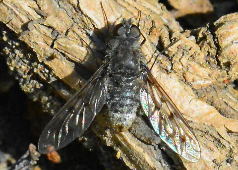 Anthrax Bee fly, Anthrax sp.